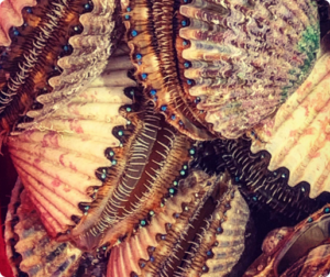 Crystal River Scalloping Charters | 352-322-6660